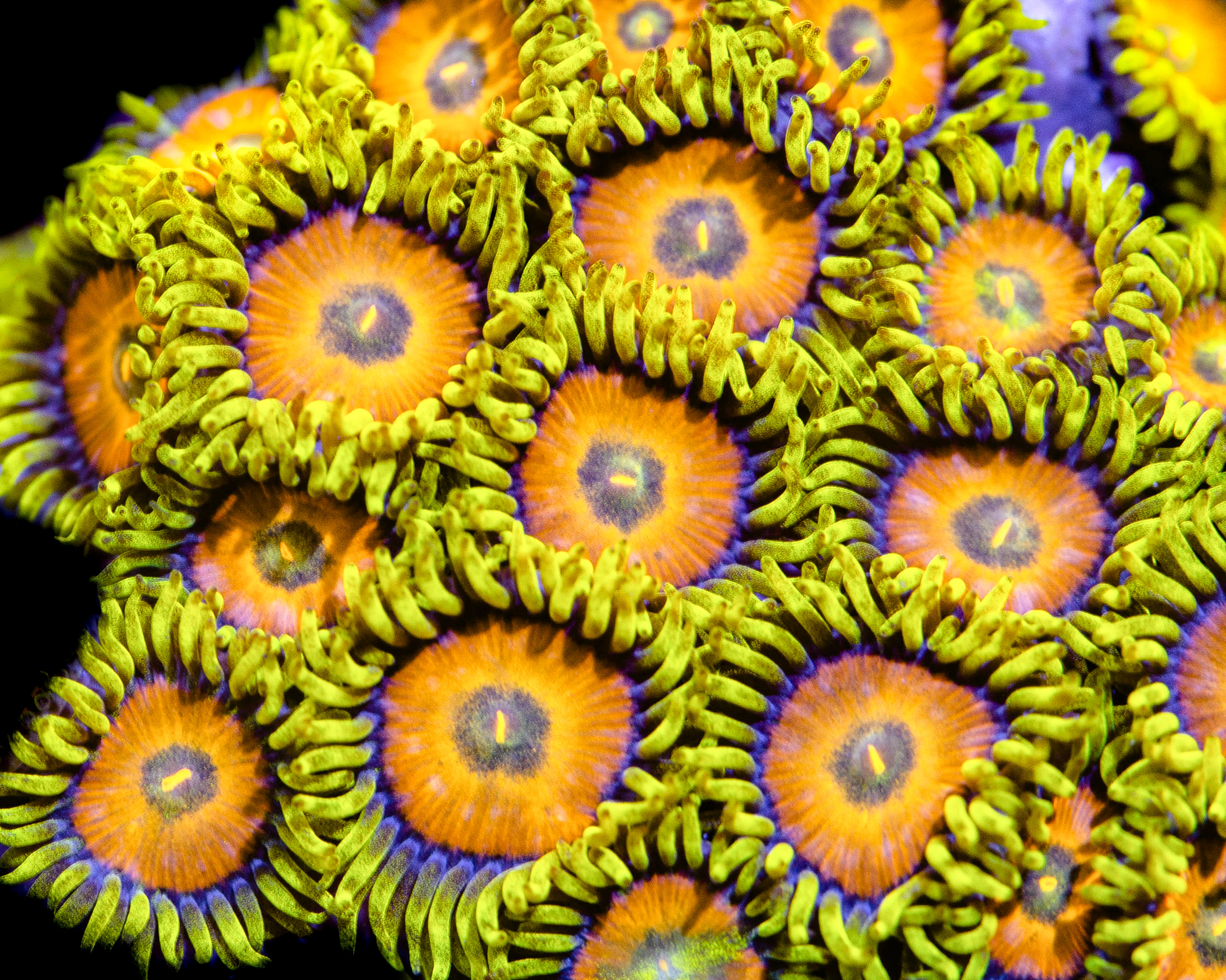 Spongebobs Zoanthids